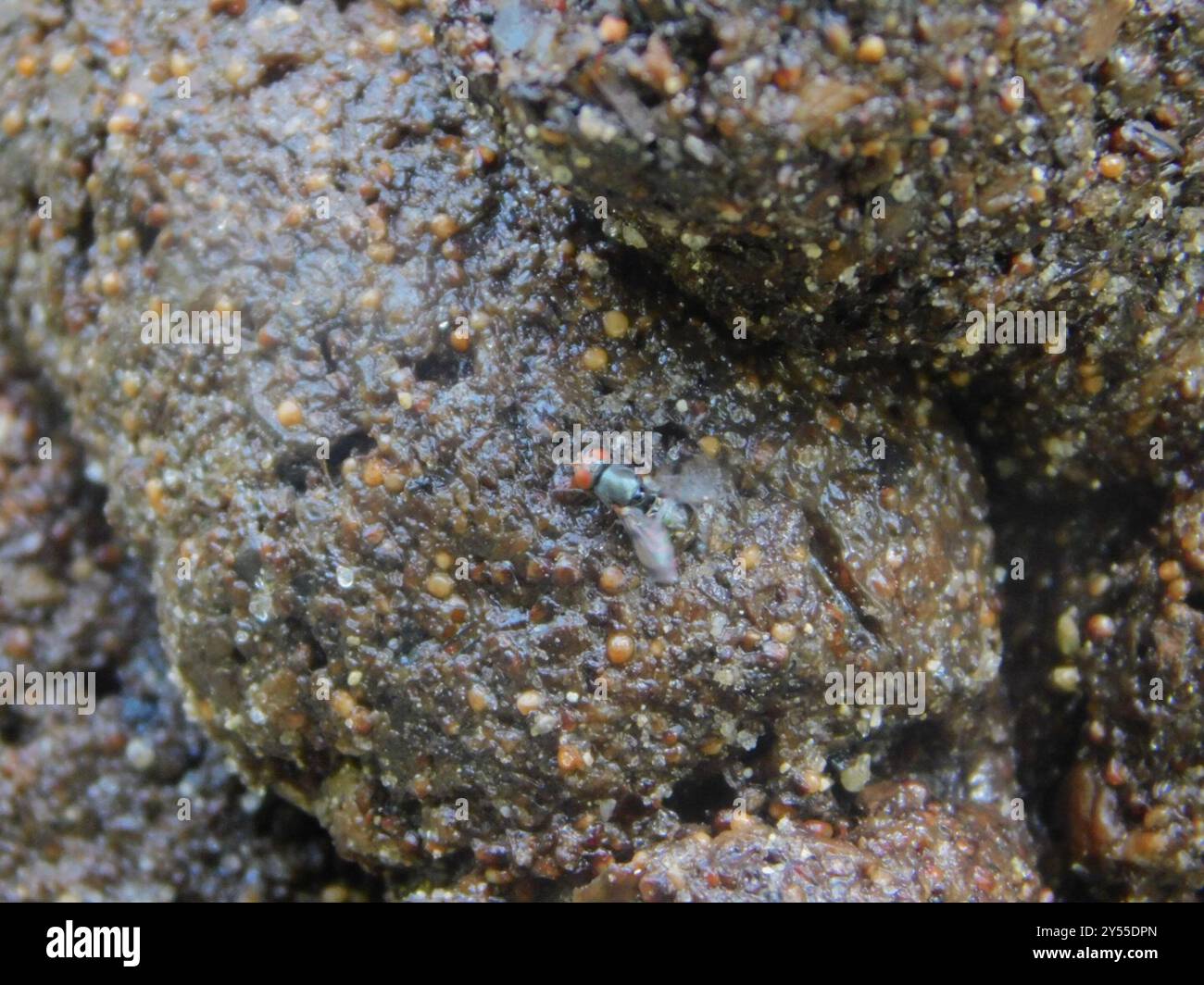 Fruit, Signal, and Picture-winged Flies (Tephritoidea) Insecta Stock ...