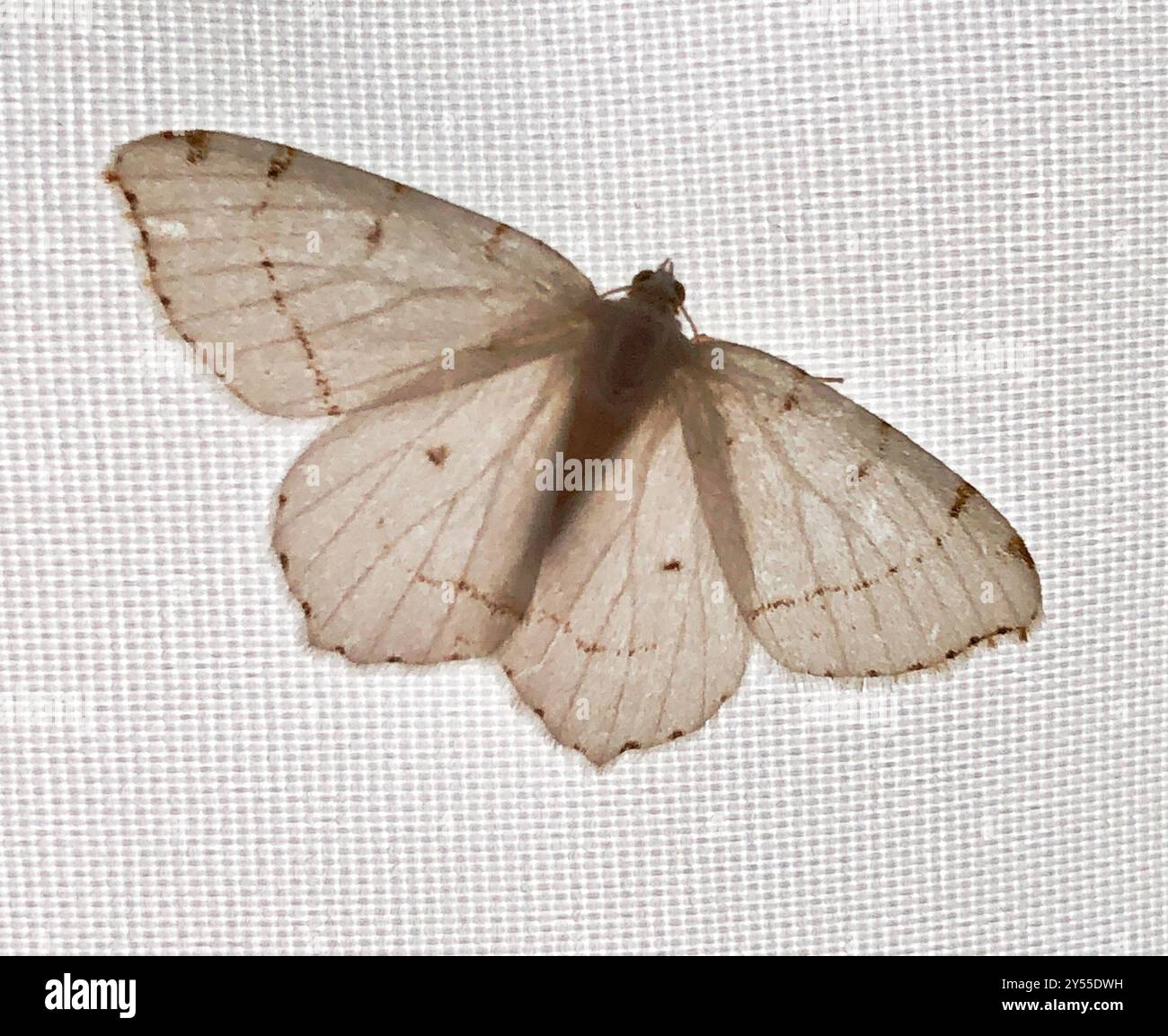 Lesser Maple Spanworm Moth (Macaria pustularia) Insecta Stock Photo - Alamy