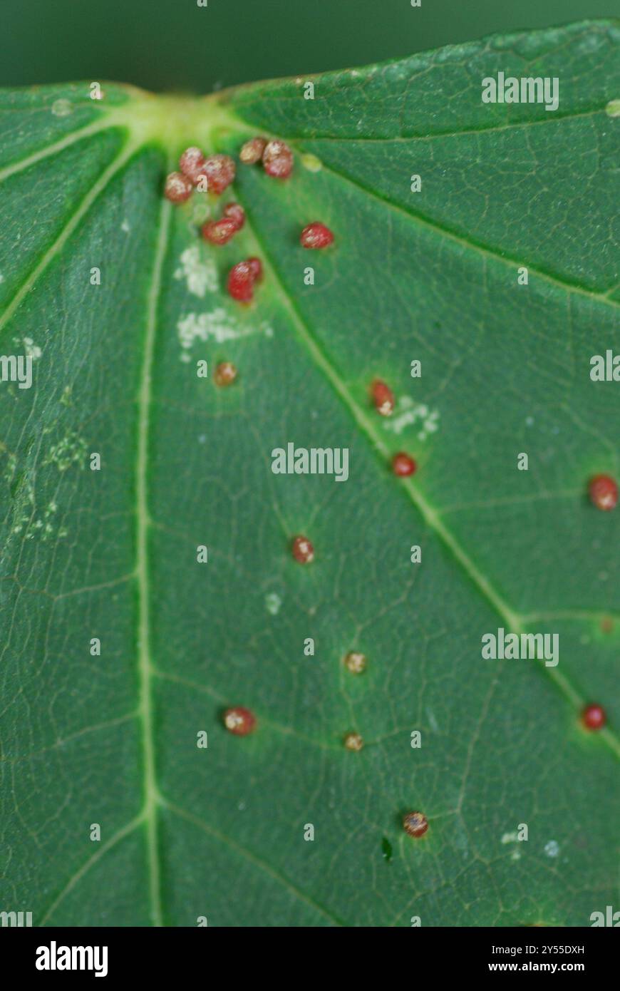 Maple gall mite (Aceria macrorhyncha) Arachnida Stock Photo - Alamy