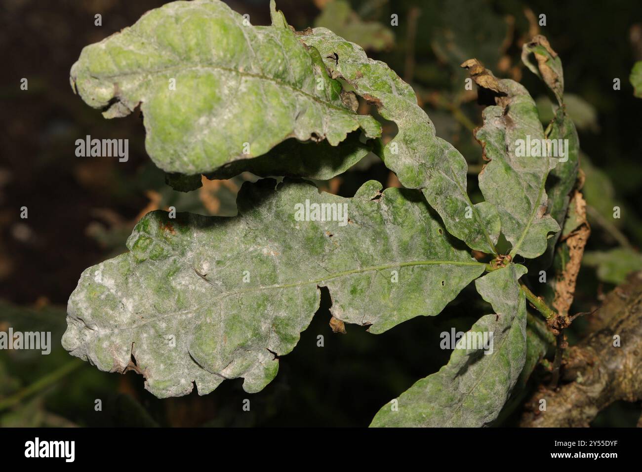 (Erysiphe alphitoides) Fungi Stock Photo - Alamy