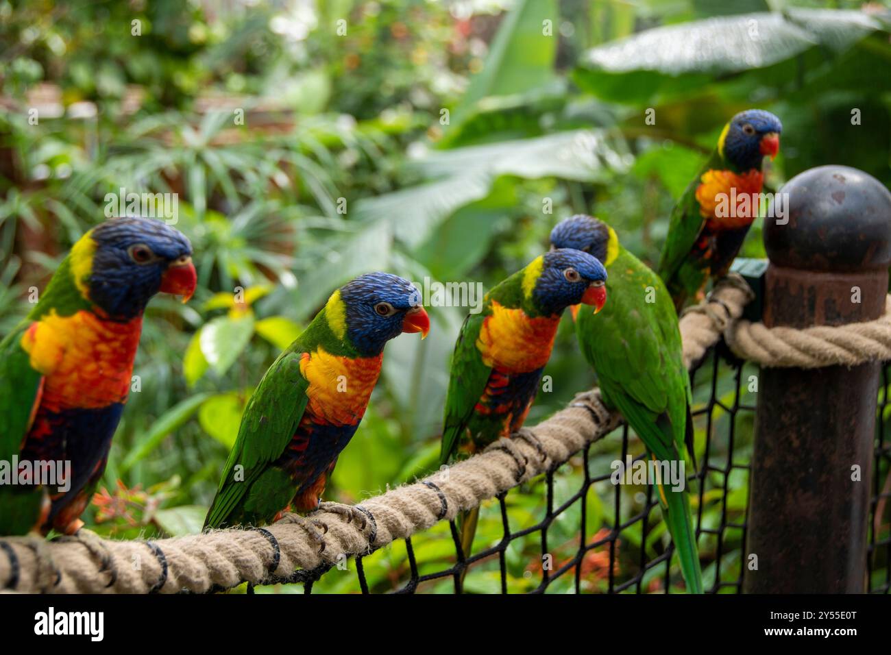 Rainbow row of birds hi-res stock photography and images - Alamy