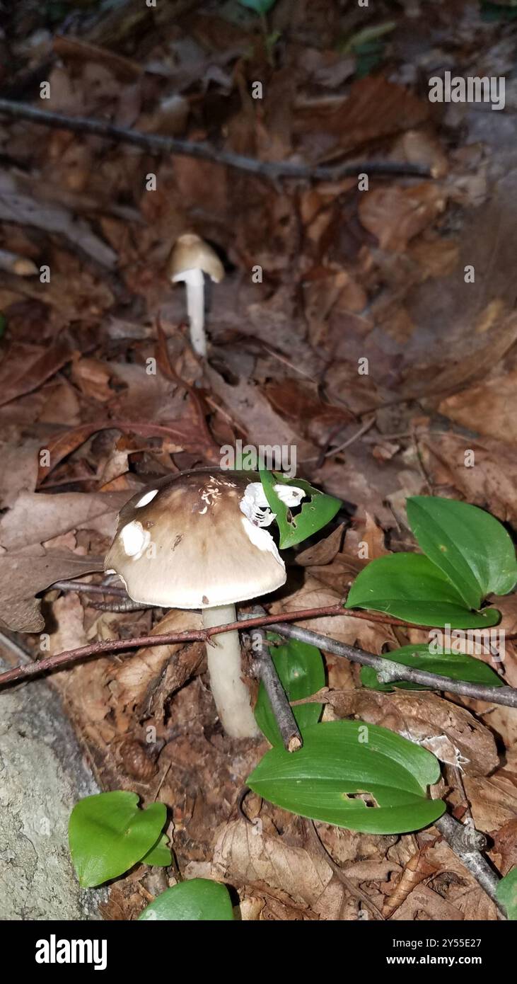 Eastern North American Destroying Angel (Amanita bisporigera) Fungi ...