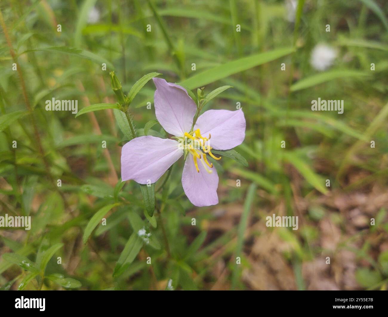 Meadowbeauties (Rhexia) Plantae Stock Photo - Alamy