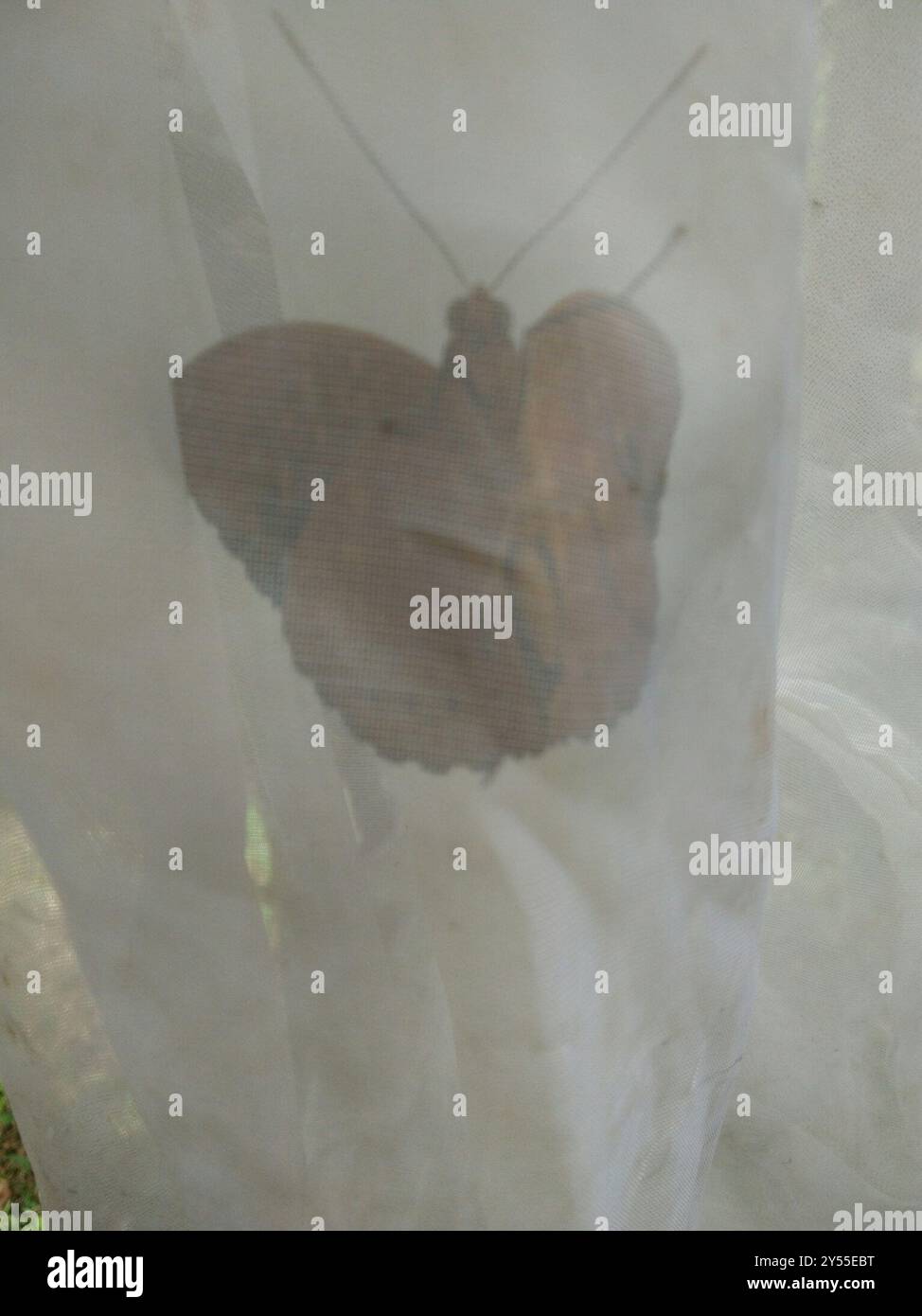 Common Archduke (Lexias pardalis) Insecta Stock Photo - Alamy