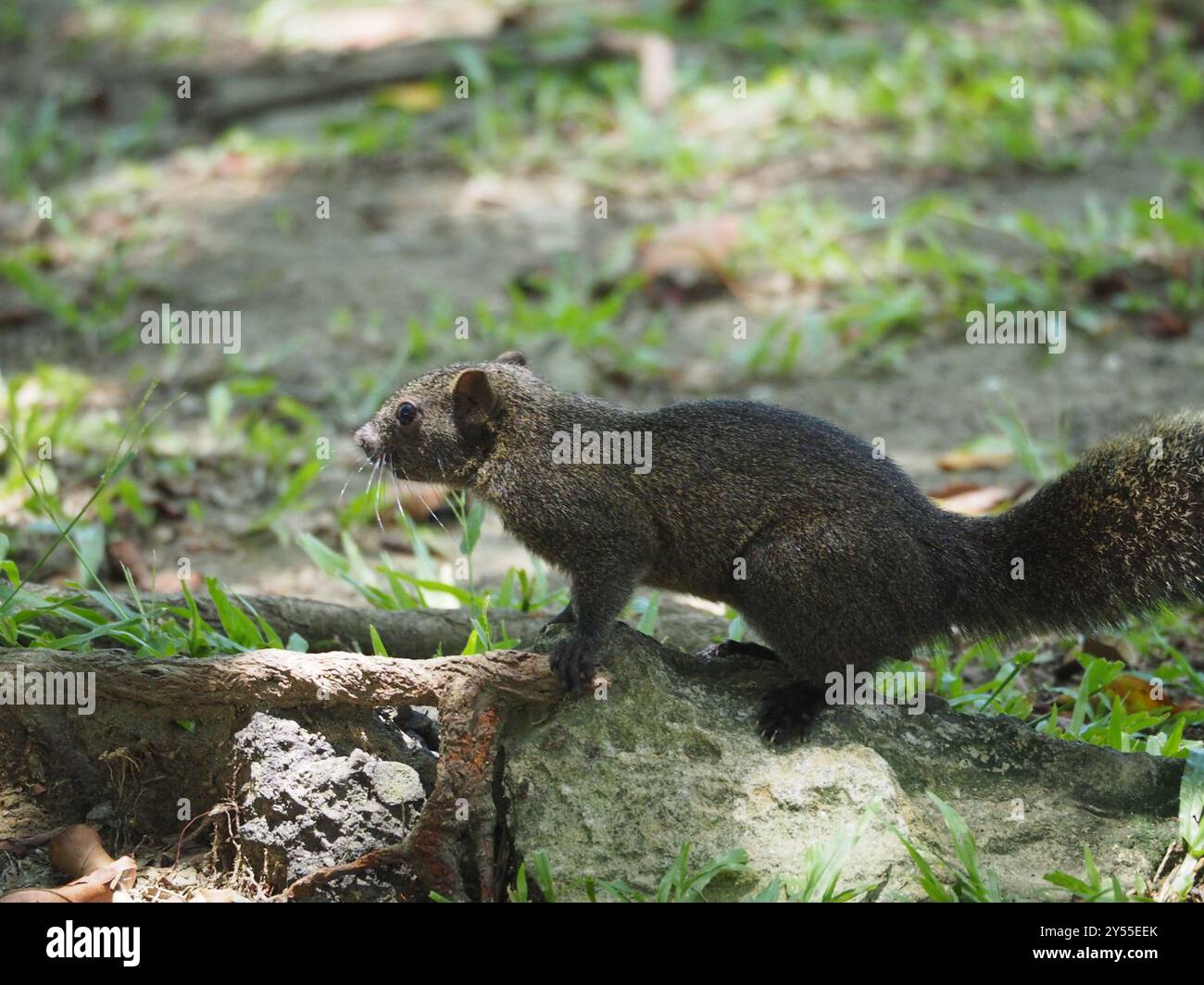 Taiwan Squirrel (Callosciurus erythraeus thaiwanensis) Mammalia Stock ...