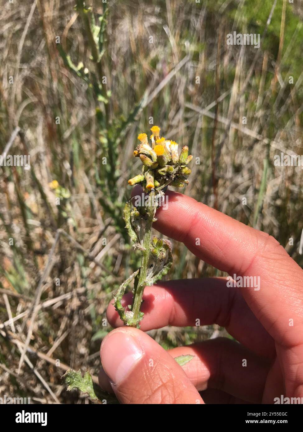 Cutleaf burnweed (Senecio glomeratus) Plantae Stock Photo - Alamy