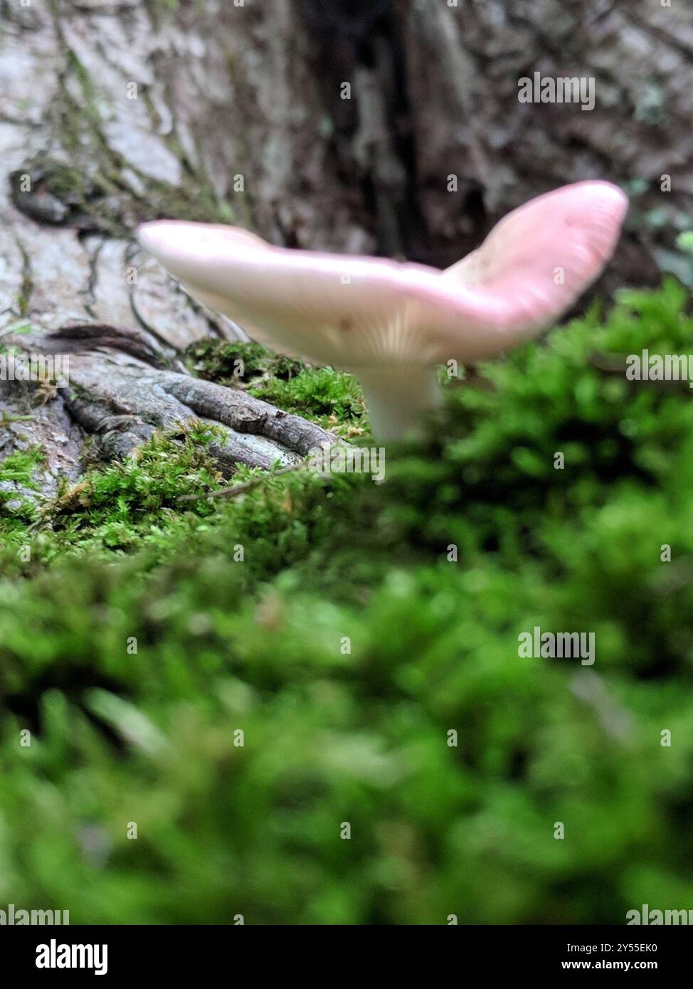 Fragile Brittlegill (Russula fragilis) Fungi Stock Photo - Alamy