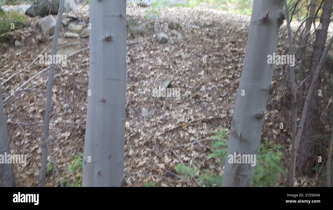 white alder (Alnus rhombifolia) Plantae Stock Photo - Alamy
