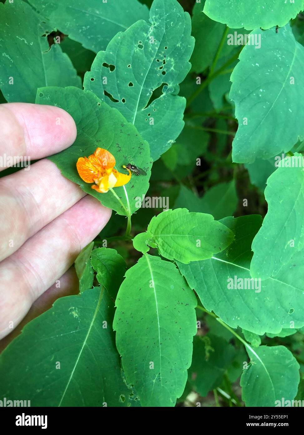 common jewelweed (Impatiens capensis) Plantae Stock Photo - Alamy