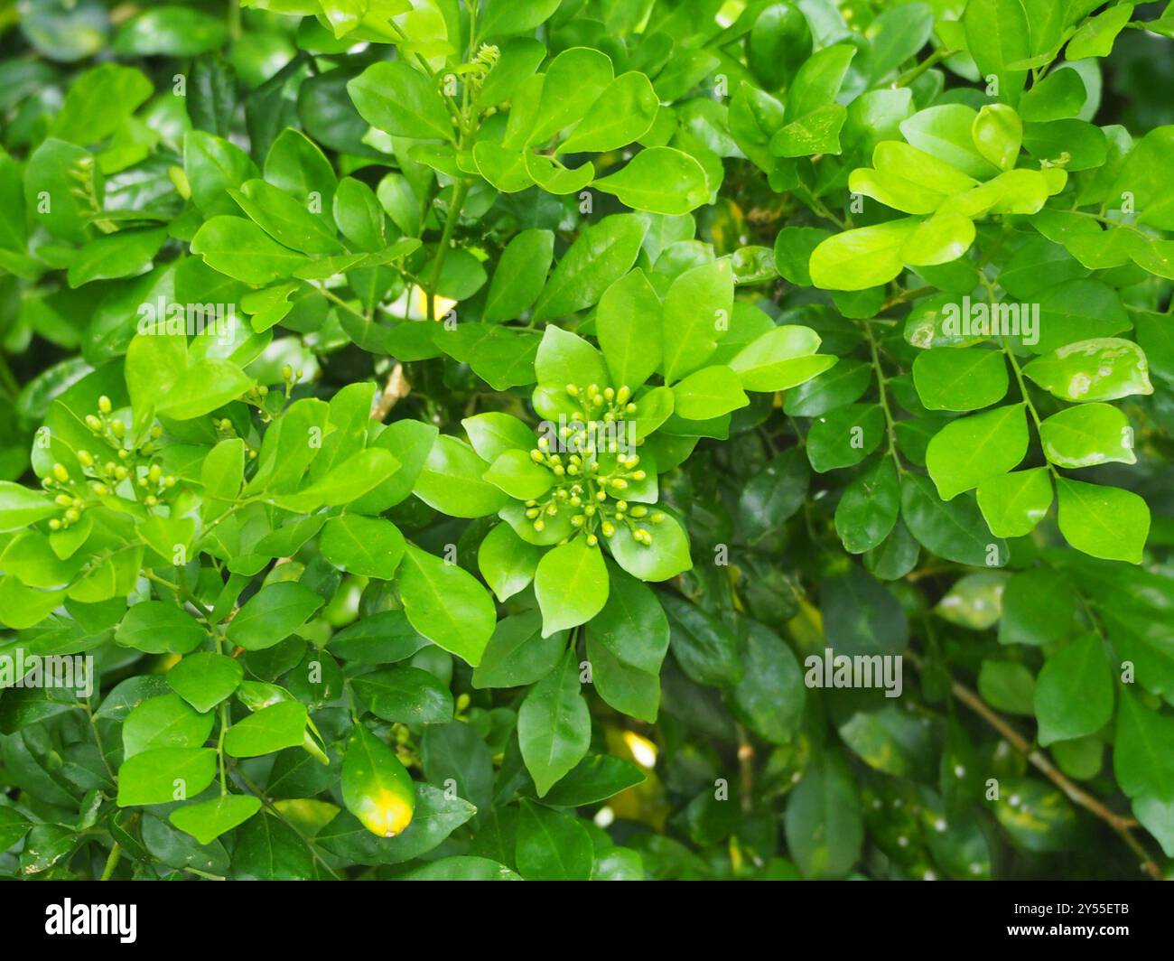 Orange Jasmine (Murraya paniculata) Plantae Stock Photo - Alamy