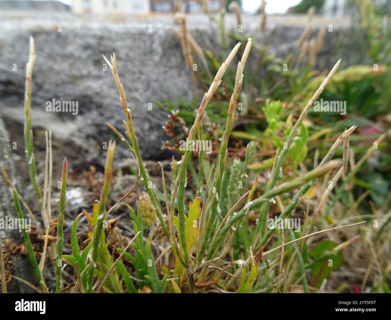 Parapholis strigosa hi-res stock photography and images - Alamy