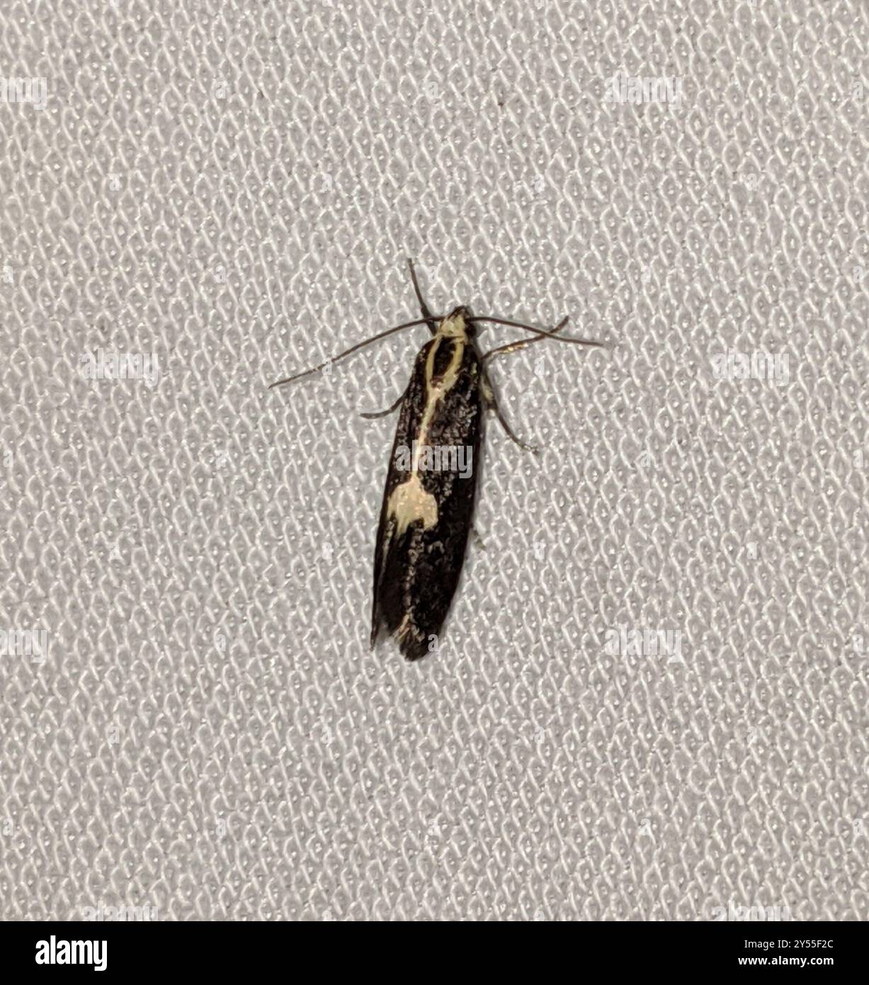 Skunk Moth (Polix coloradella) Insecta Stock Photo - Alamy