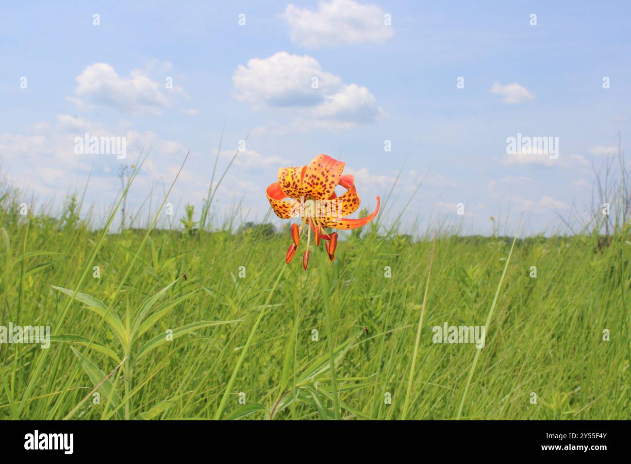 Michigan lily (Lilium michiganense) Plantae Stock Photo - Alamy