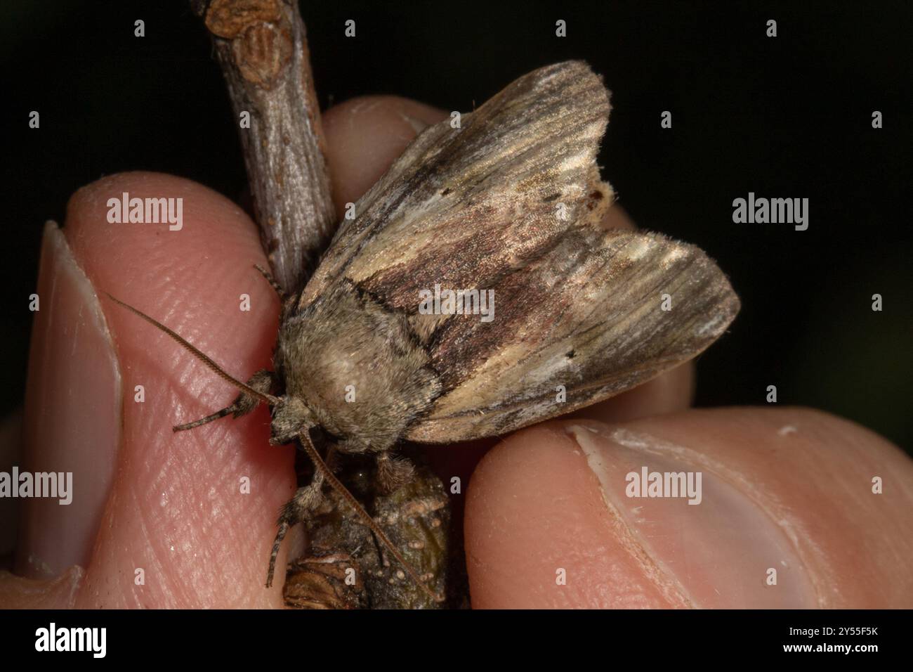 Red-humped Caterpillar Moth (Oedemasia concinna) Insecta Stock Photo ...
