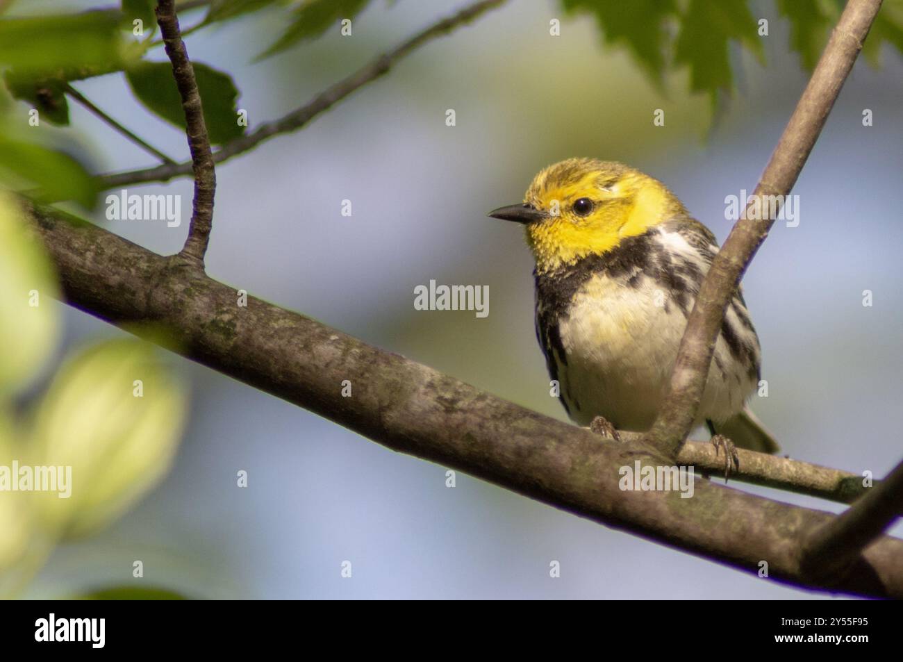 Black-throated Green Warbler (Setophaga virens) Aves Stock Photo - Alamy