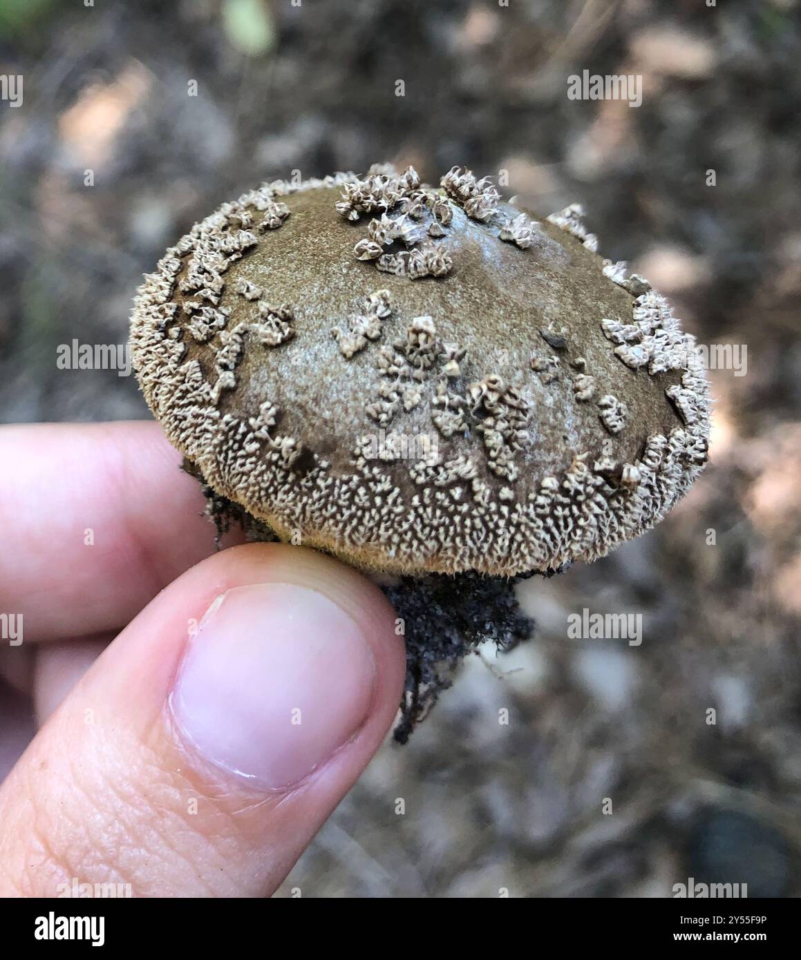 Peeling Puffball (Lycoperdon marginatum) Fungi Stock Photo - Alamy