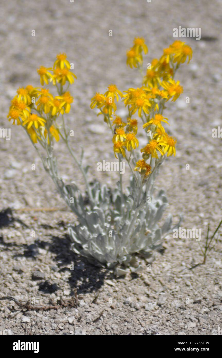 woolly groundsel (Packera cana) Plantae Stock Photo - Alamy