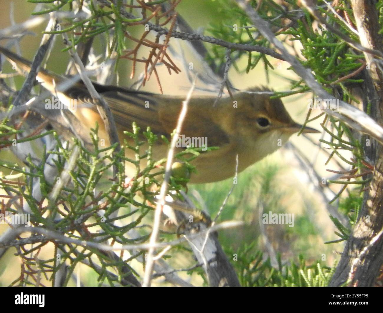 Reed Warblers and Allies (Acrocephalidae) Aves Stock Photo - Alamy