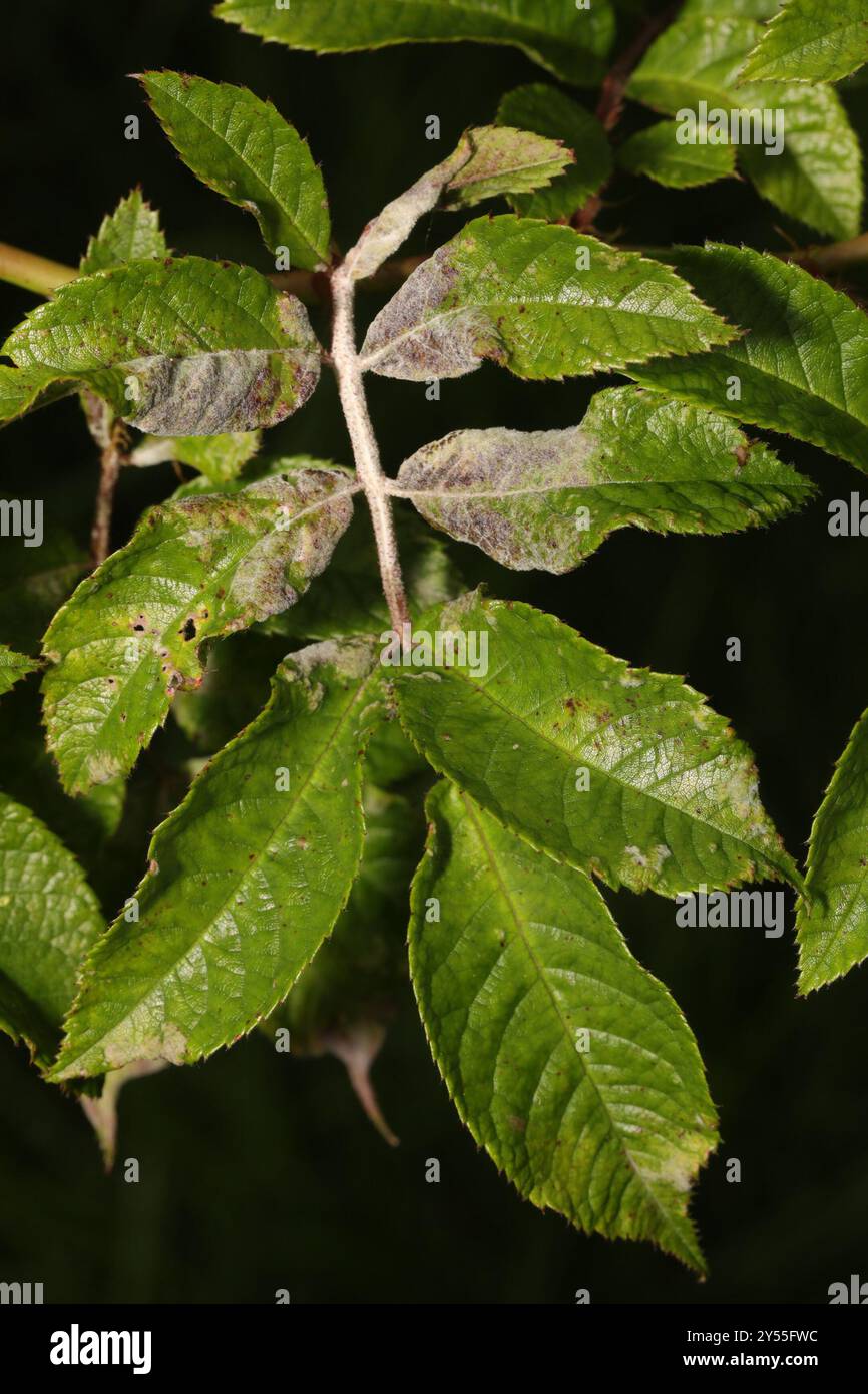 Rose Powdery Mildew (Podosphaera pannosa) Fungi Stock Photo - Alamy