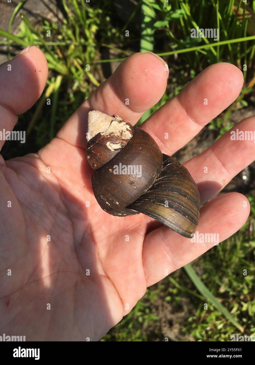 Japanese Mystery Snail (Heterogen japonica) Mollusca Stock Photo - Alamy