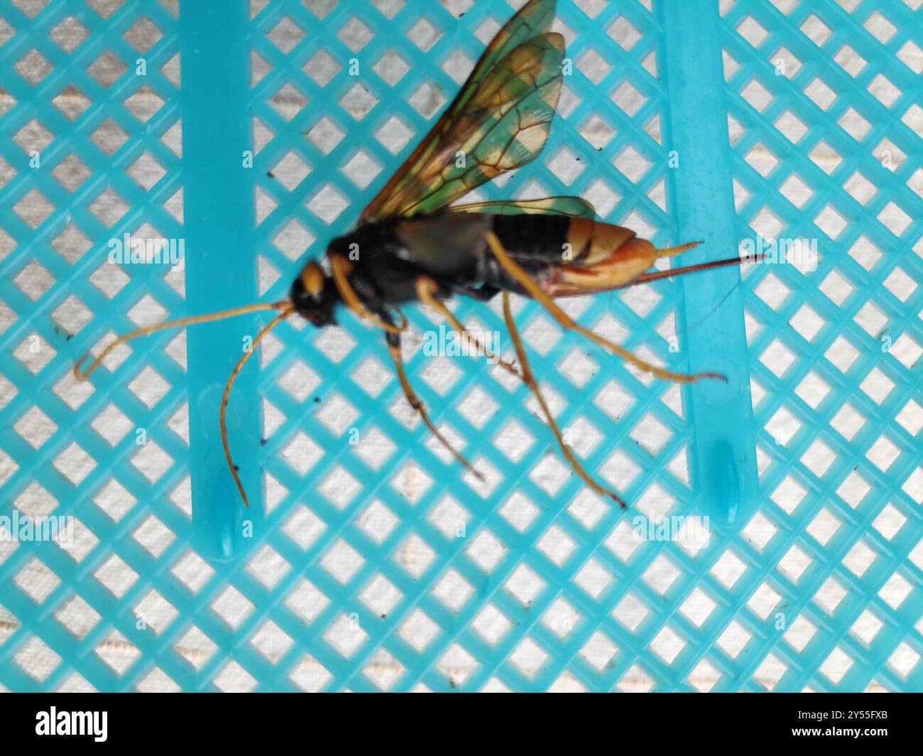 Giant Woodwasp (Urocerus gigas) Insecta Stock Photo - Alamy