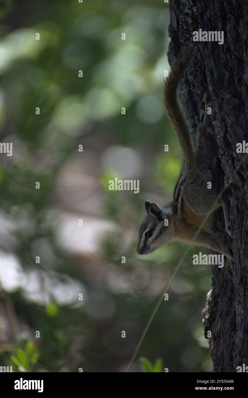 Western Chipmunks (Neotamias) Mammalia Stock Photo - Alamy