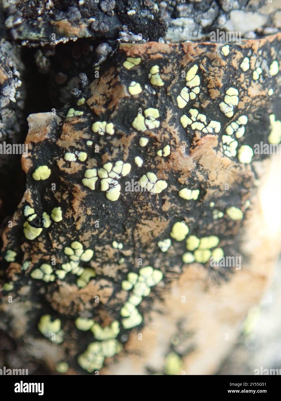 yellow map lichen (Rhizocarpon geographicum) Fungi Stock Photo - Alamy