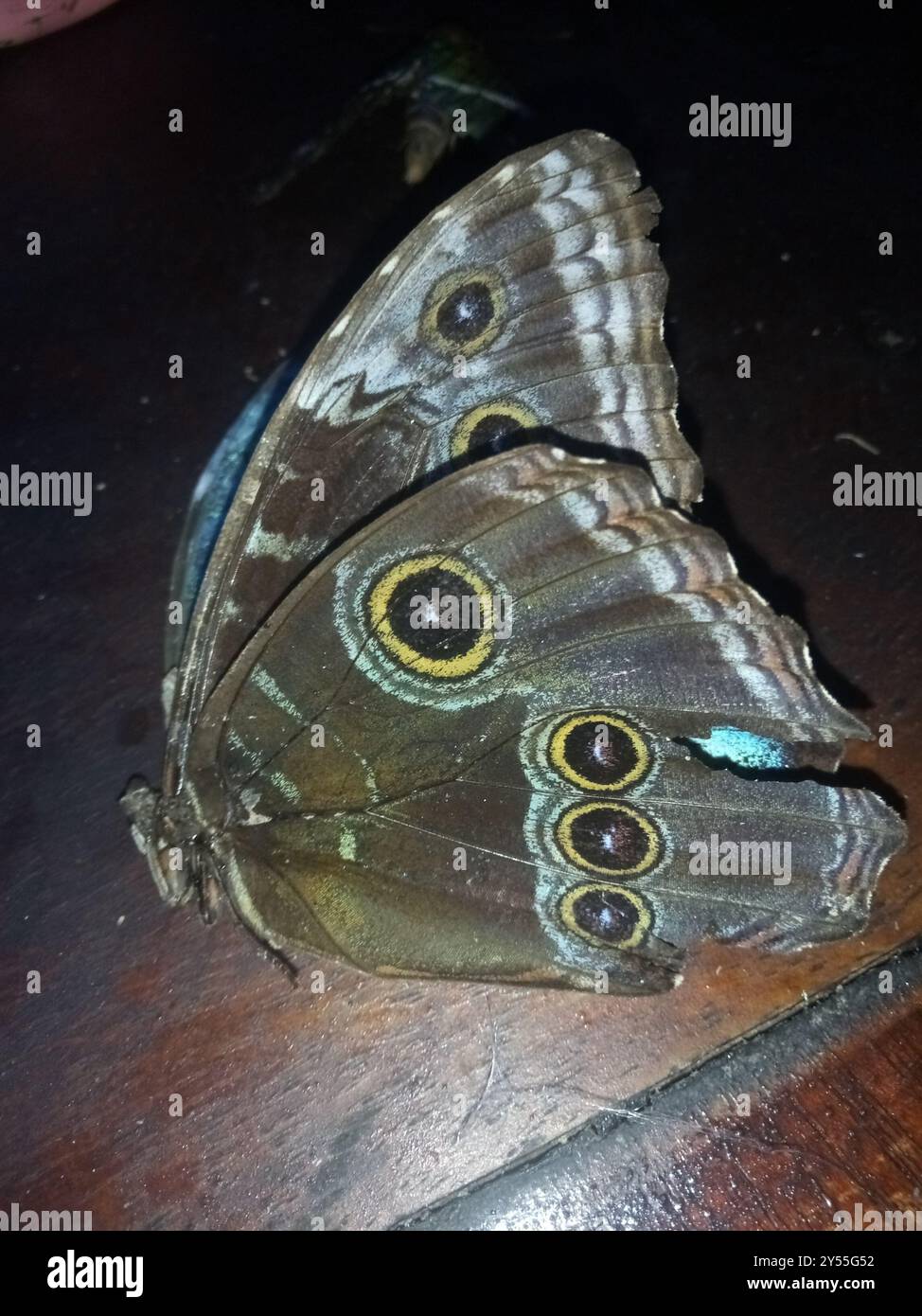 Common Morpho (Morpho helenor) Insecta Stock Photo - Alamy