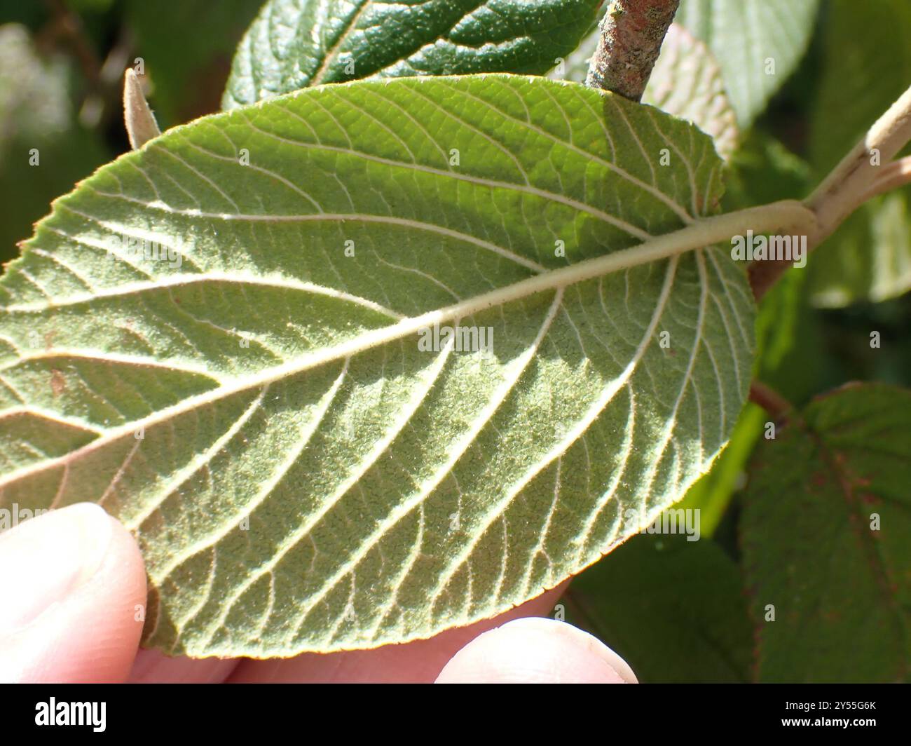 Wayfaring-tree (Viburnum lantana) Plantae Stock Photo - Alamy