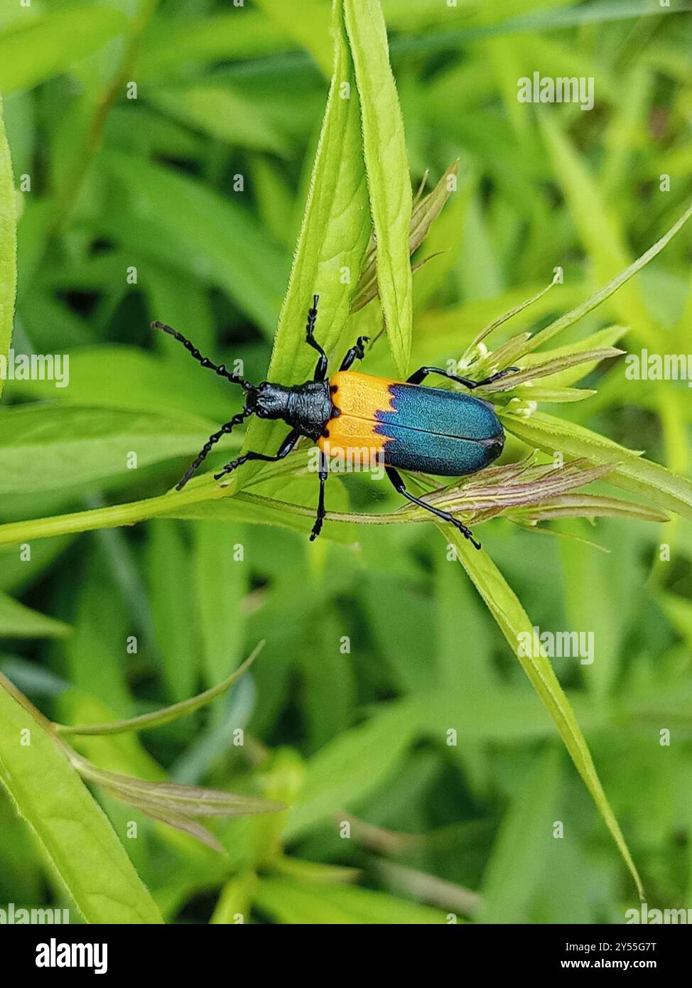 Eastern Elderberry Borer (Desmocerus palliatus) Insecta Stock Photo - Alamy