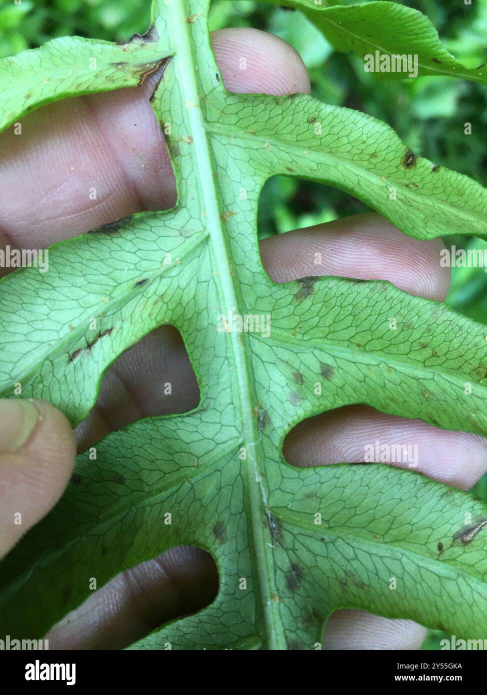 netted chain fern (Woodwardia areolata) Plantae Stock Photo - Alamy
