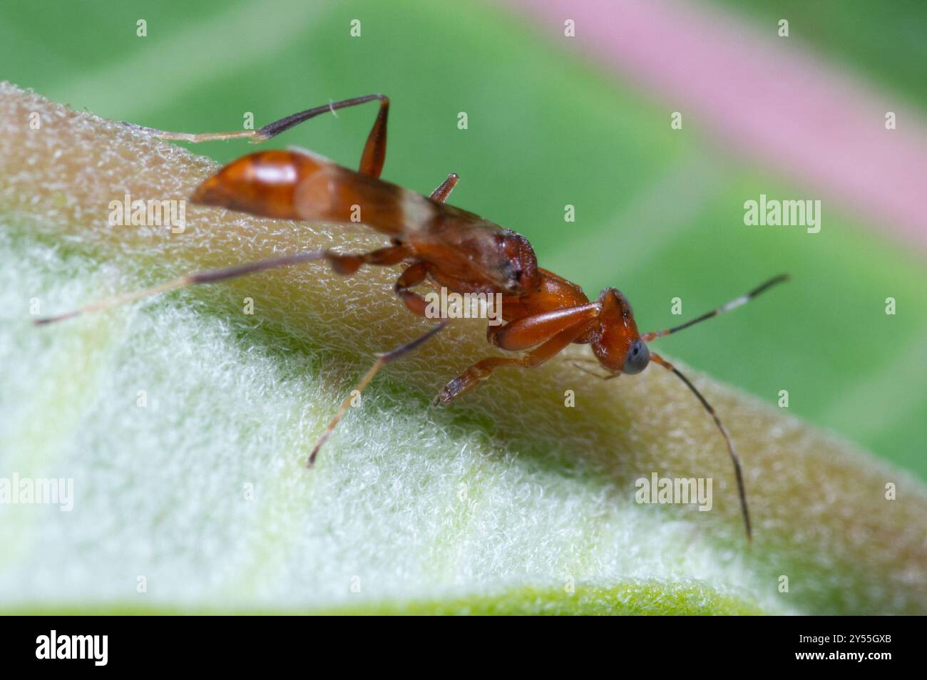 Pincer Wasps (Dryinidae) Insecta Stock Photo - Alamy
