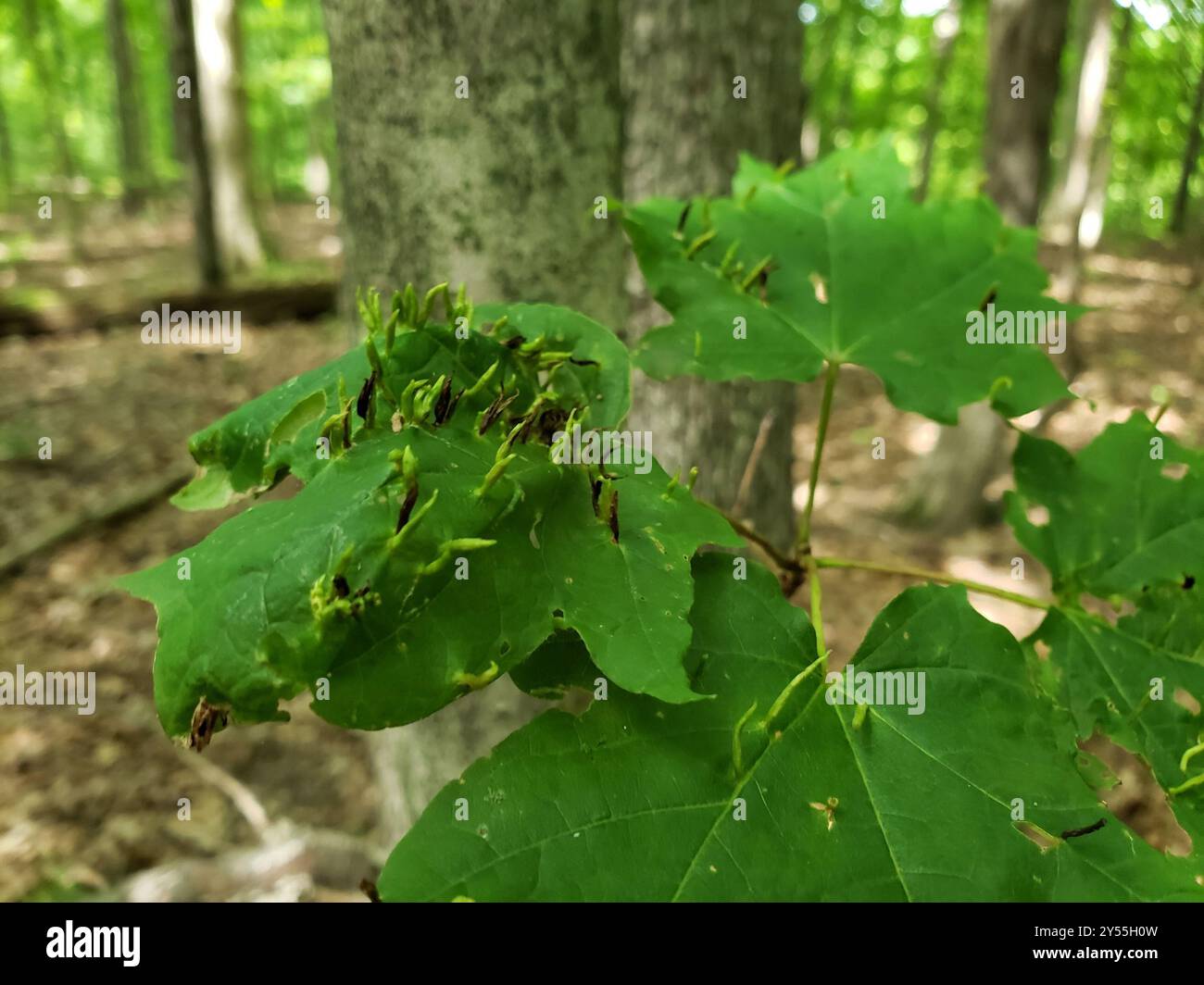 Maple Spindle Gall Mite (Vasates aceriscrumena) Arachnida Stock Photo ...