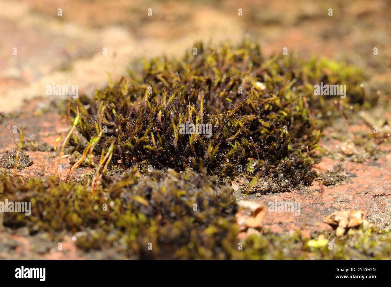 Anomalous Bristle-moss (Orthotrichum anomalum) Plantae Stock Photo - Alamy