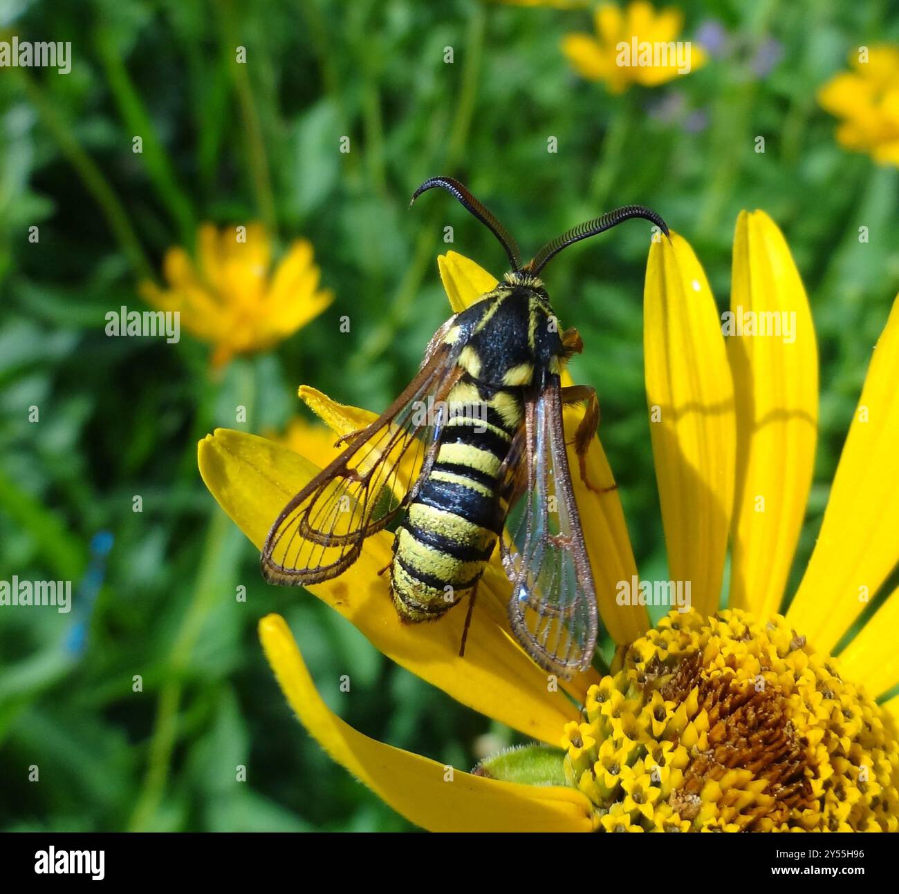 American Hornet Moth (Sesia tibiale) Insecta Stock Photo - Alamy