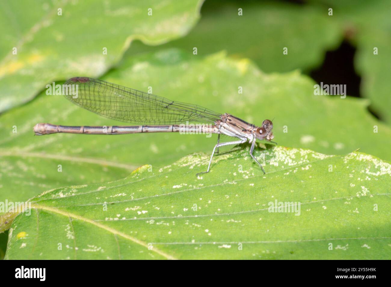 Variable Dancer (Argia fumipennis) Insecta Stock Photo - Alamy