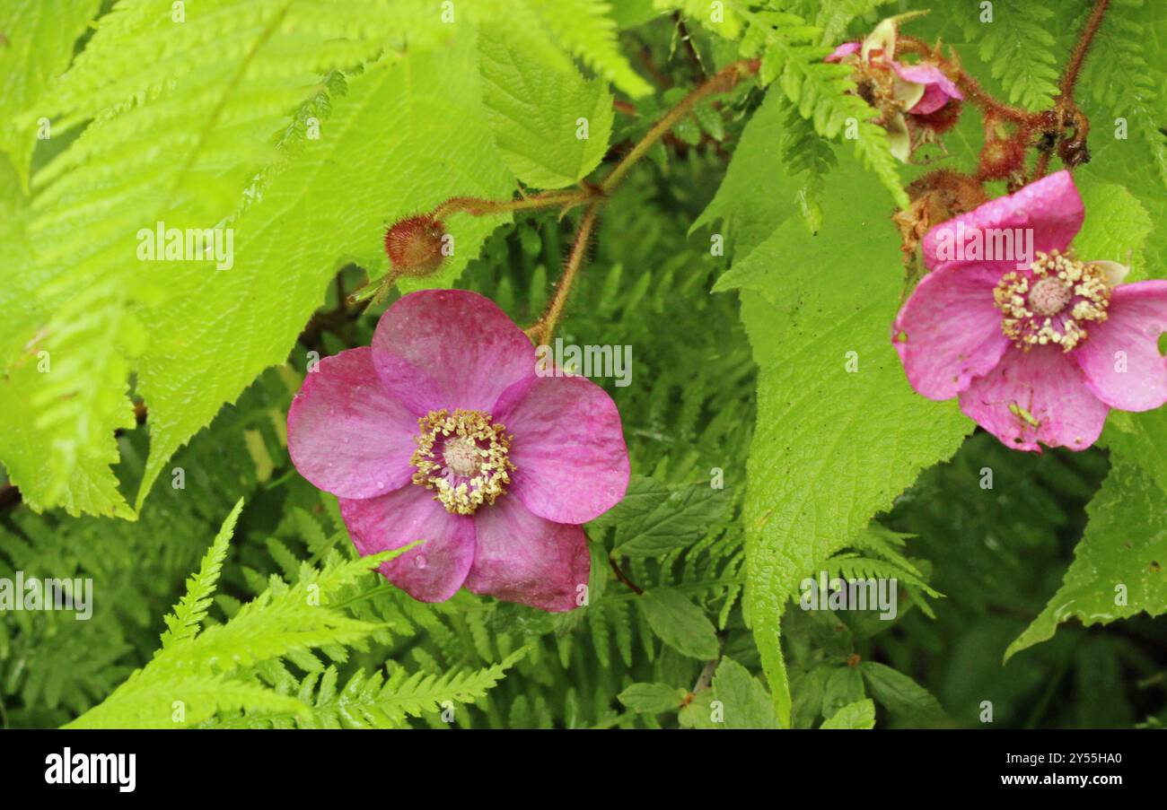 purple-flowered raspberry (Rubus odoratus) Plantae Stock Photo - Alamy