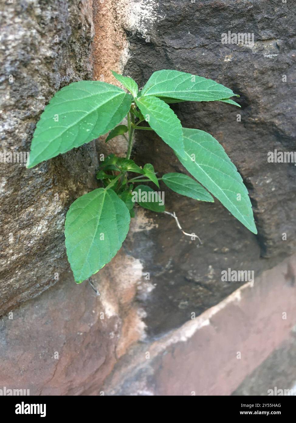 Asian Copperleaf (Acalypha australis) Plantae Stock Photo - Alamy