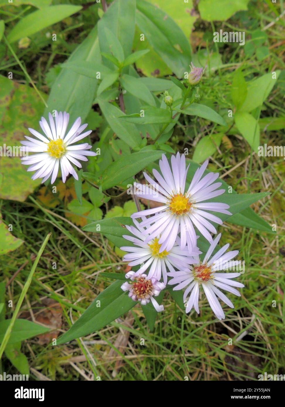 New York aster (Symphyotrichum novi-belgii) Plantae Stock Photo - Alamy