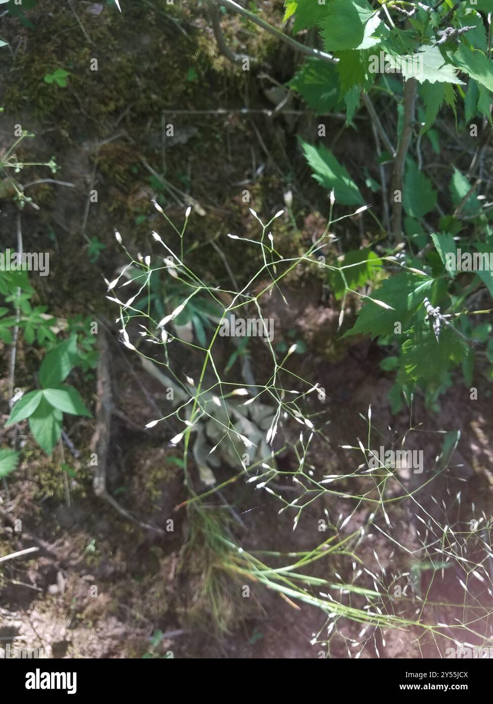 wavy hair-grass (Avenella flexuosa) Plantae Stock Photo - Alamy
