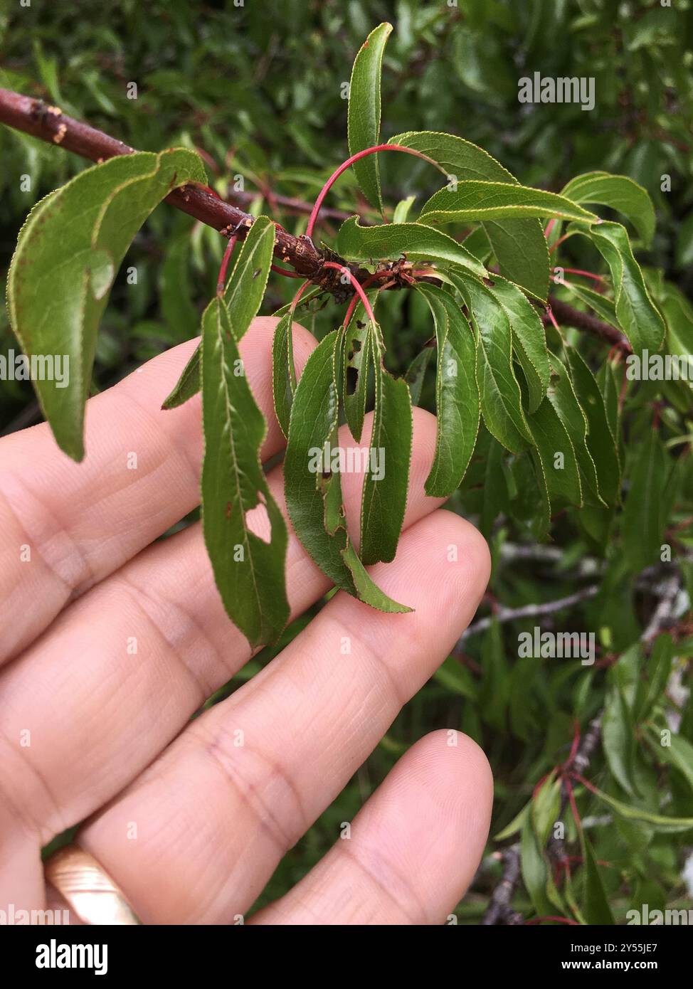 Chickasaw plum (Prunus angustifolia) Plantae Stock Photo - Alamy