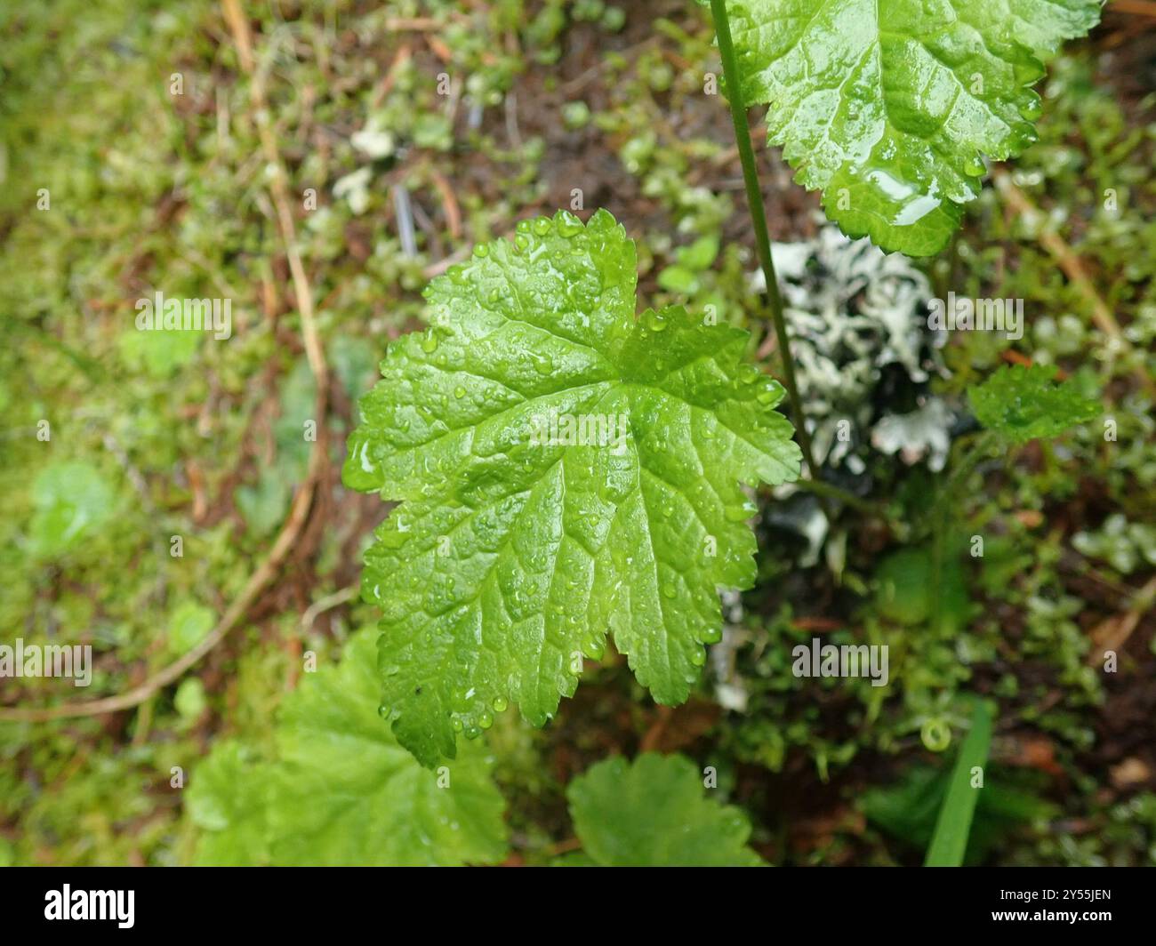 Alpine Mitrewort (Pectiantia pentandra) Plantae Stock Photo - Alamy