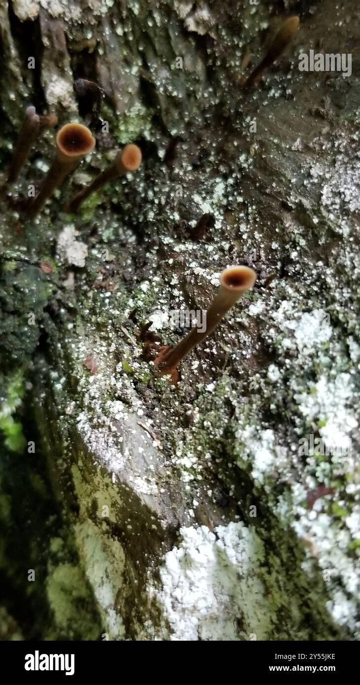 Brown Funnel Polypore (Coltricia perennis) Fungi Stock Photo - Alamy