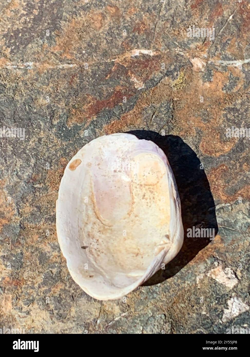 Japanese Littleneck (Ruditapes philippinarum) Mollusca Stock Photo - Alamy
