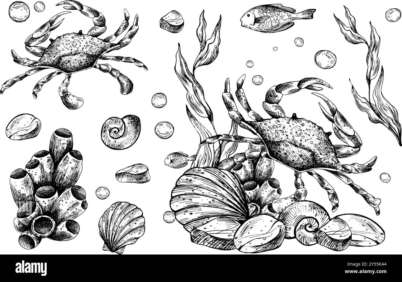 Underwater world clipart with sea animals crab, shells, coral and algae ...
