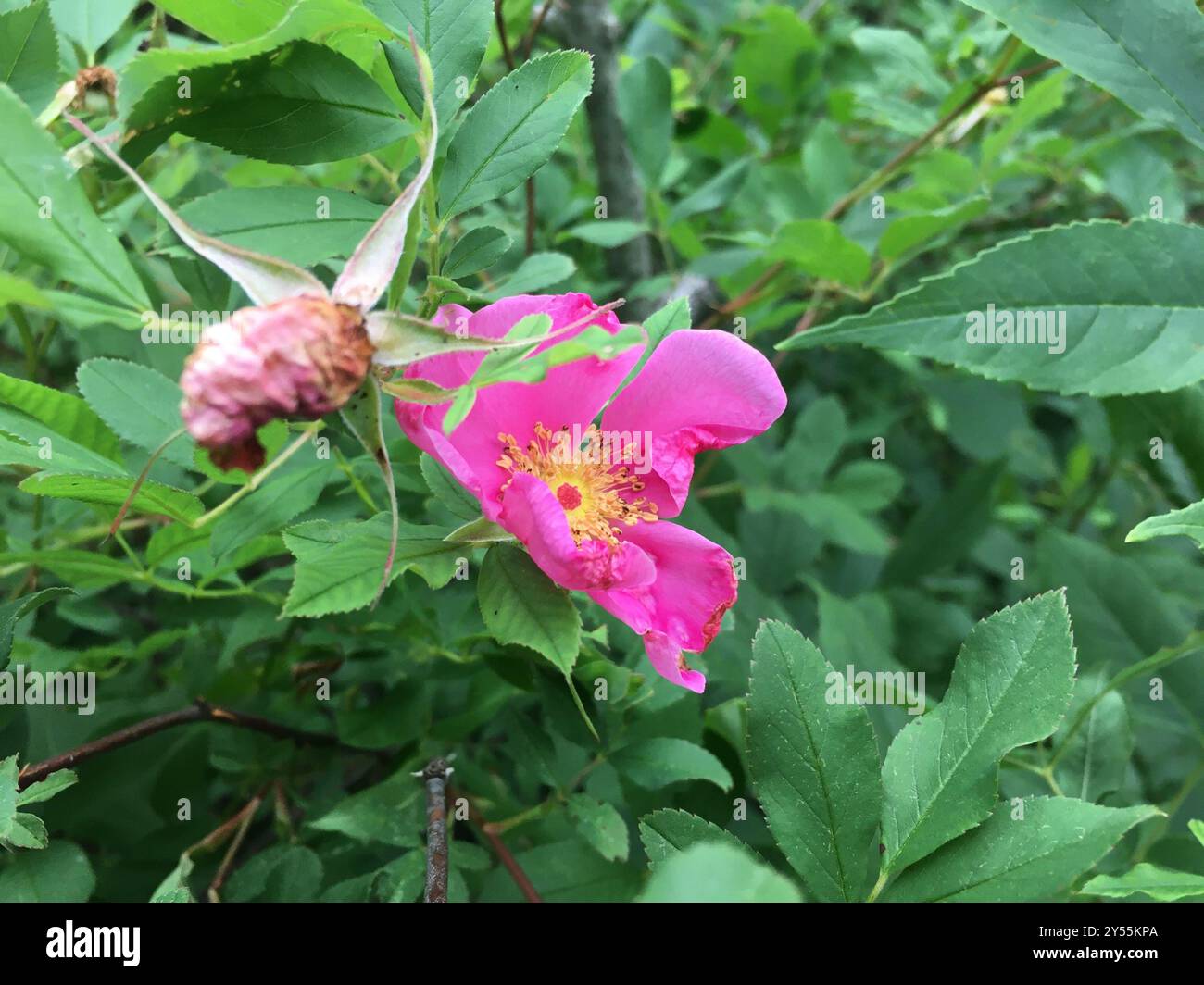 swamp rose (Rosa palustris) Plantae Stock Photo - Alamy