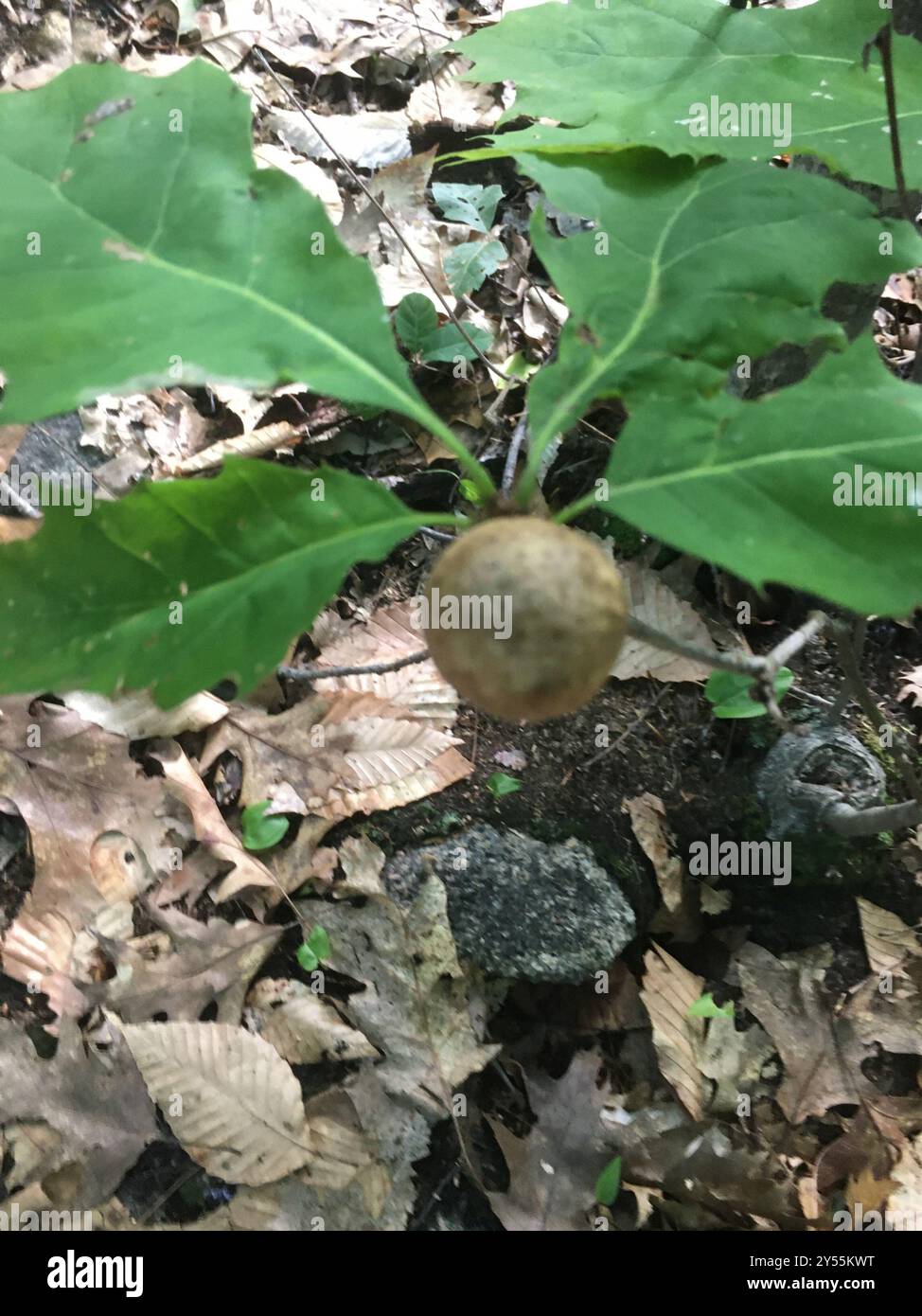 Spongy Oak Apple Gall Wasp (Amphibolips confluenta) Insecta Stock Photo ...