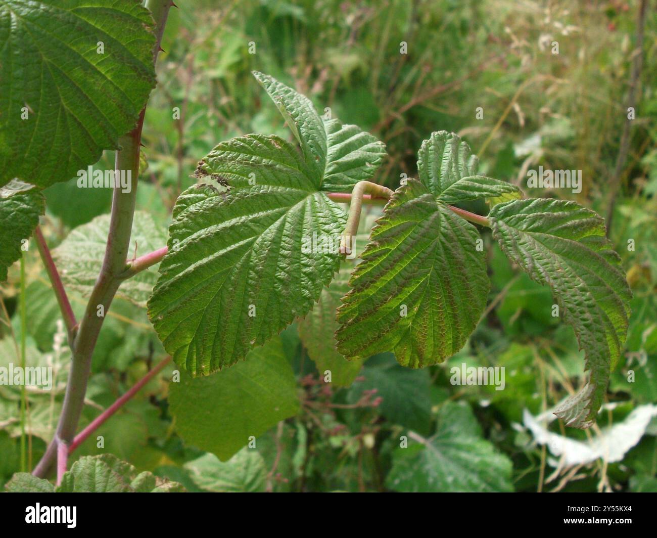 Peppered Moth (Biston betularia) Insecta Stock Photo - Alamy