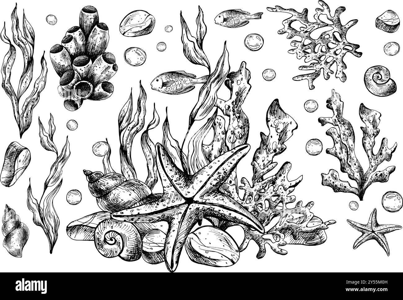 White bubble shells Black and White Stock Photos & Images - Alamy