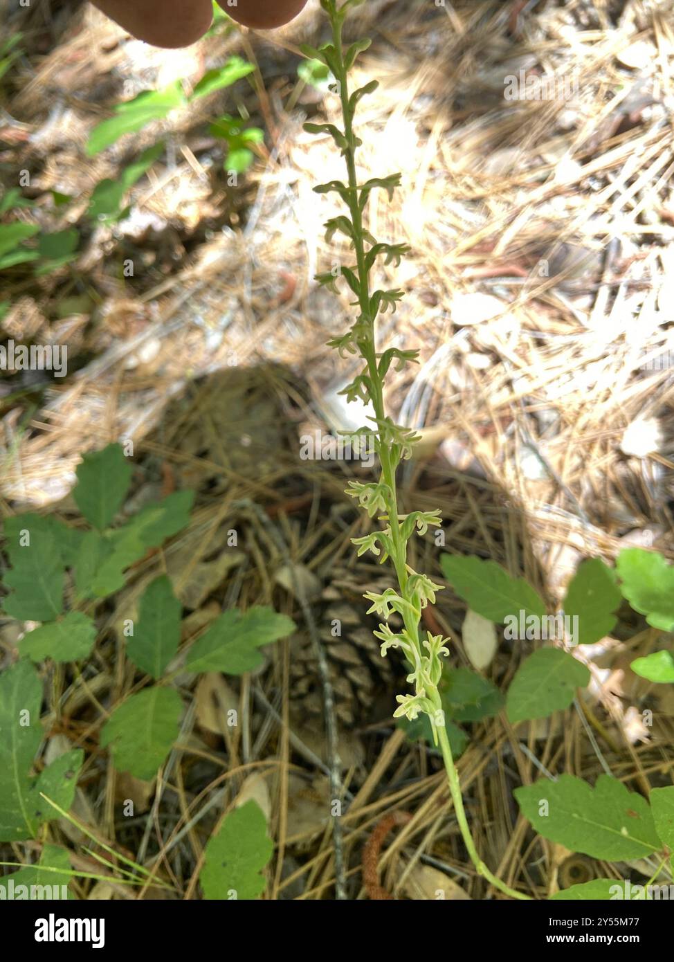 Flat Spurred Piperia (Platanthera transversa) Plantae Stock Photo - Alamy